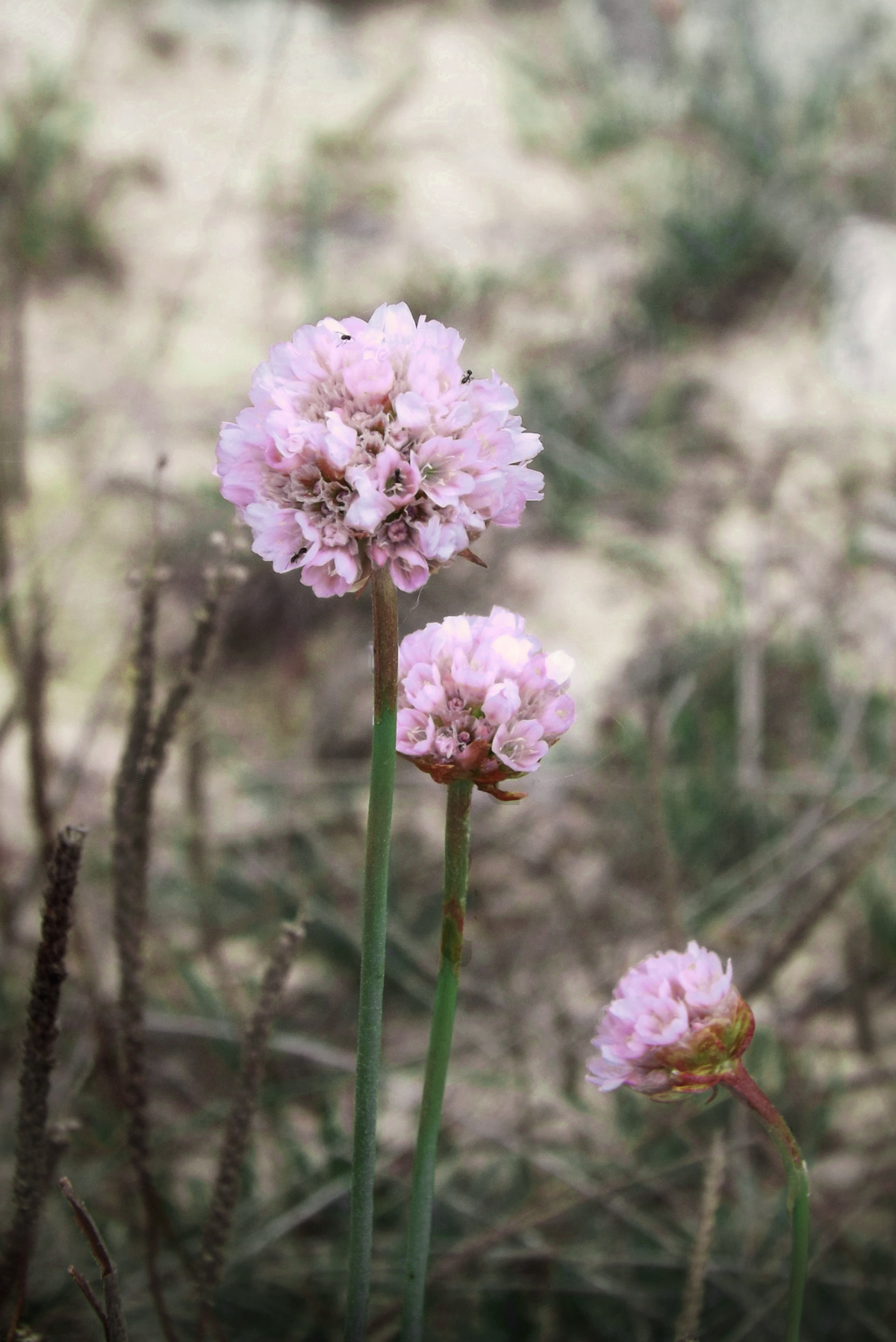 Garden Company Featured Plant- Corkscrew Onion