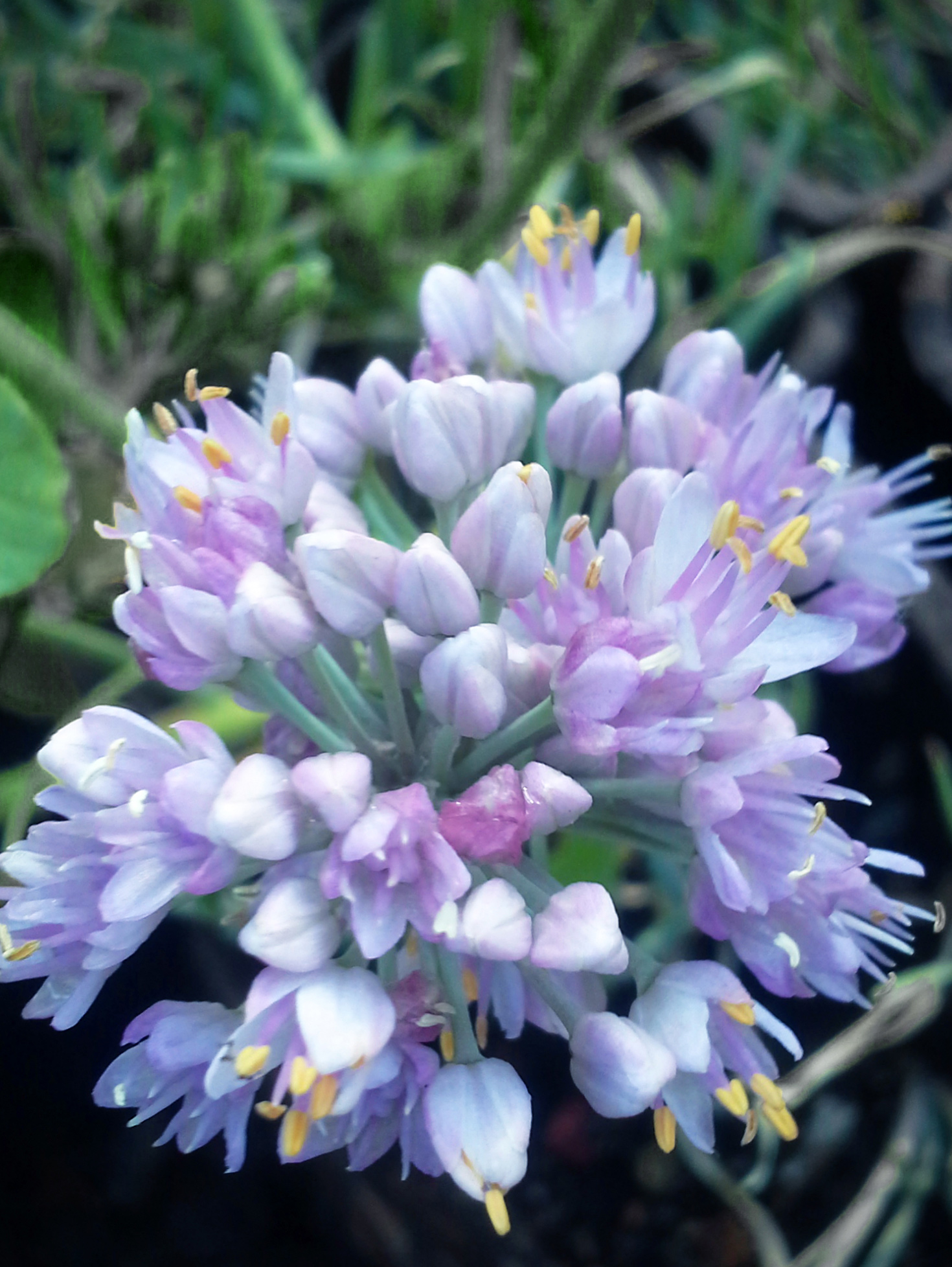 Garden Company Featured Plant- Corkscrew Onion